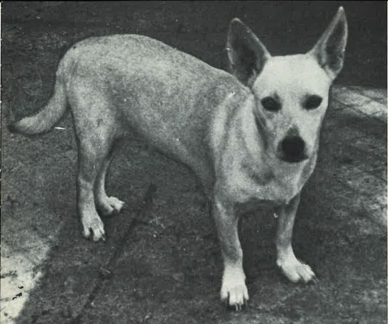 Hawaii's Forgotten Companion: The Legacy of the ʻĪlio Dog | Sock The Dog